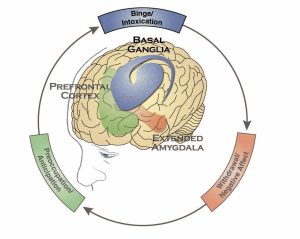 3.2: The Neurobiology of Substance Use, Misuse, and Addiction - Social ...